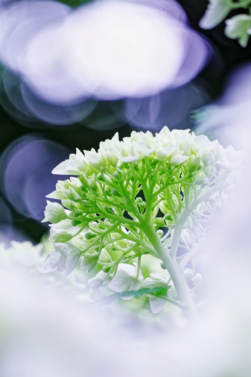 White ＆ Green. | GANREF