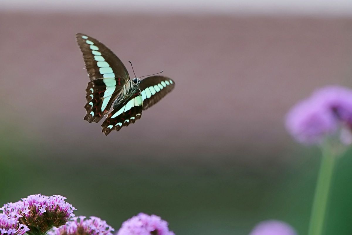 To the next. | GANREF