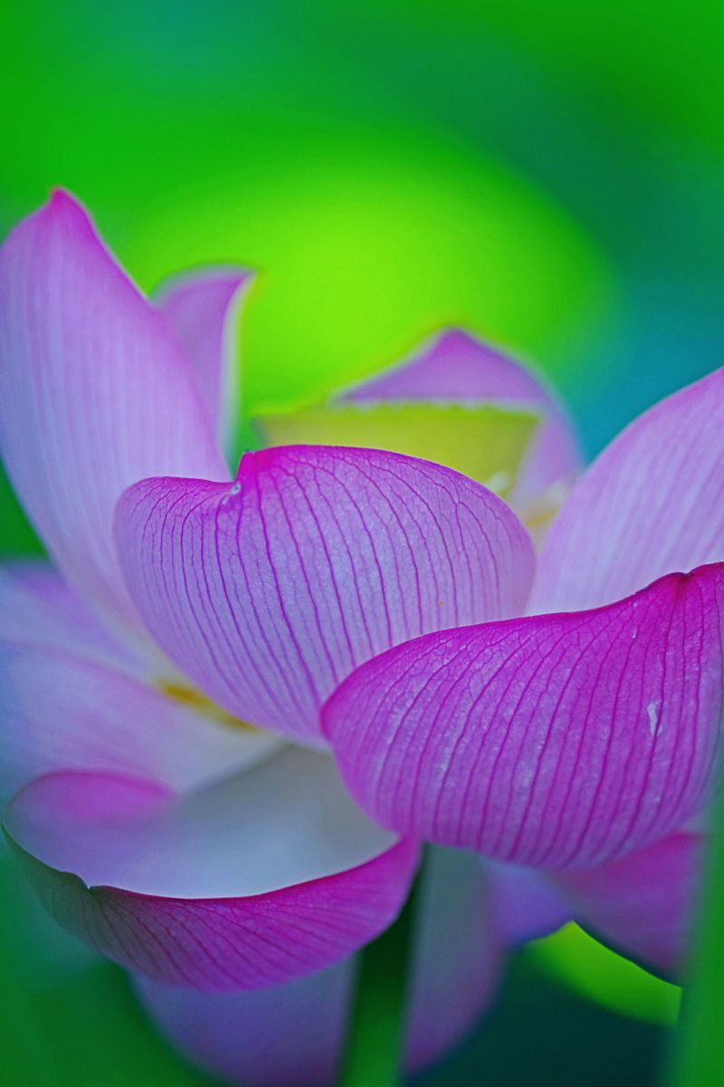 Big Lotus flower. | GANREF