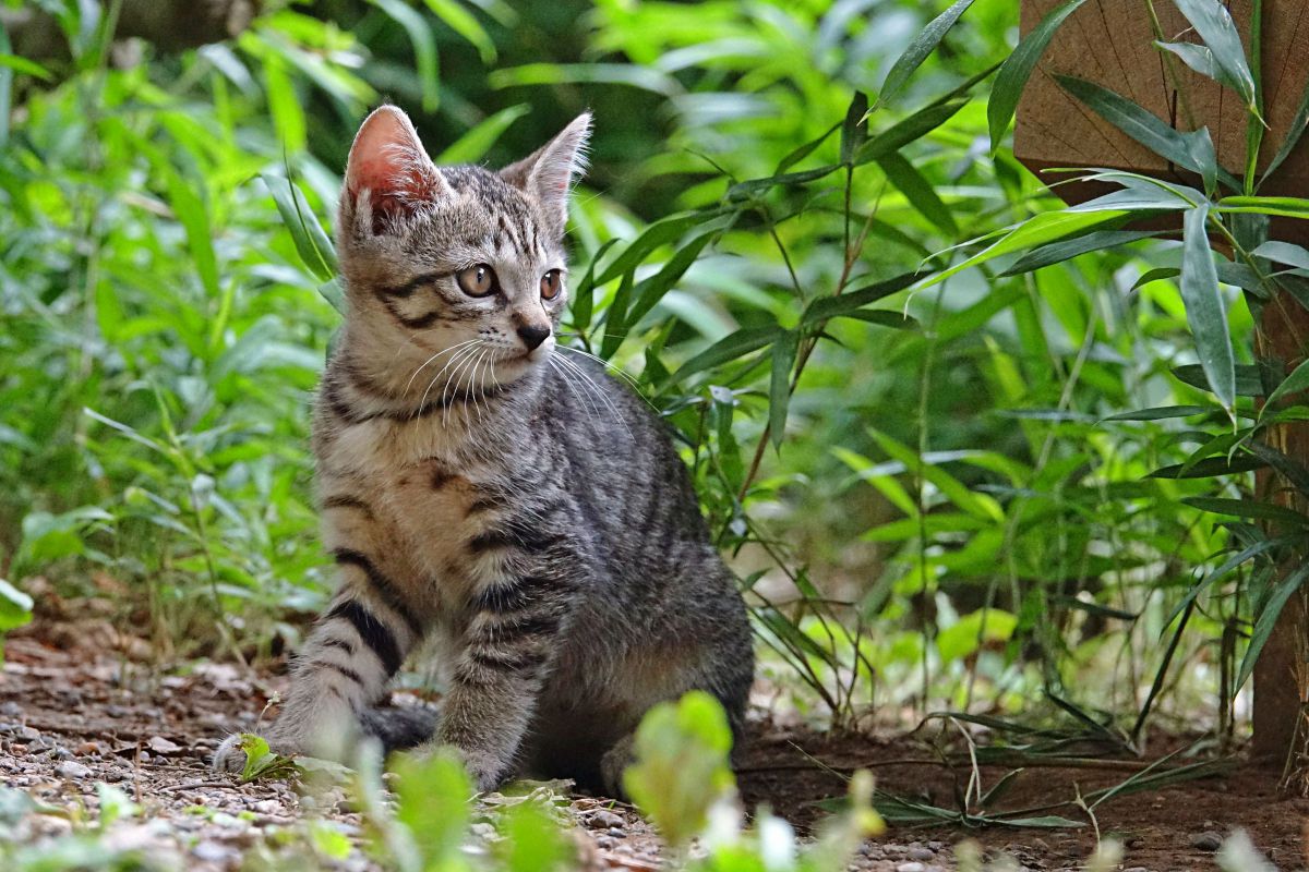 仔猫の表情 Vol.4 | GANREF