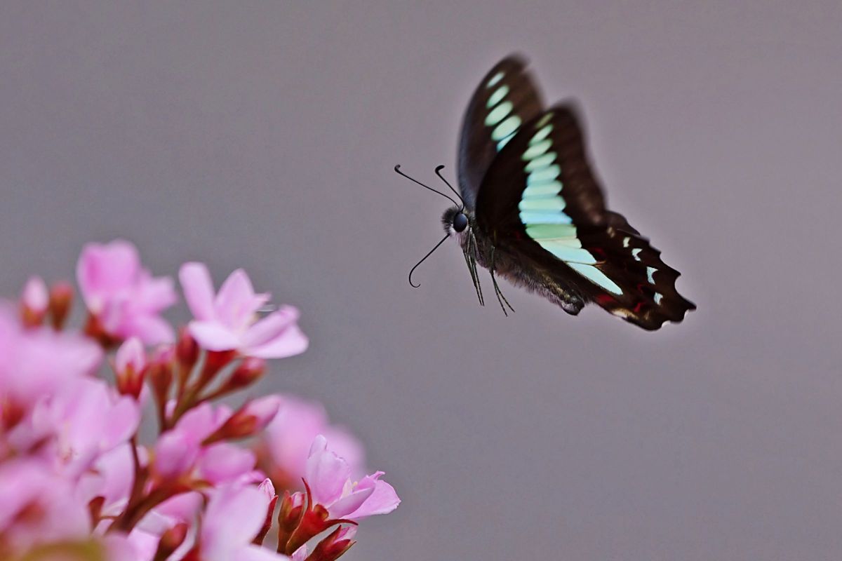 To the Next. | GANREF