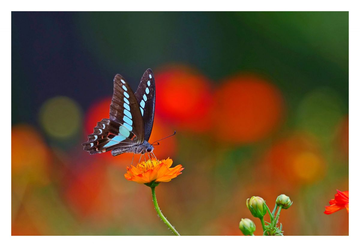 東京散策・2018年7月26日号 / 浜離宮恩賜庭園 | GANREF