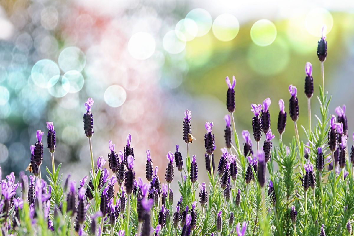 YOKOHAMA Dreamin'. | GANREF