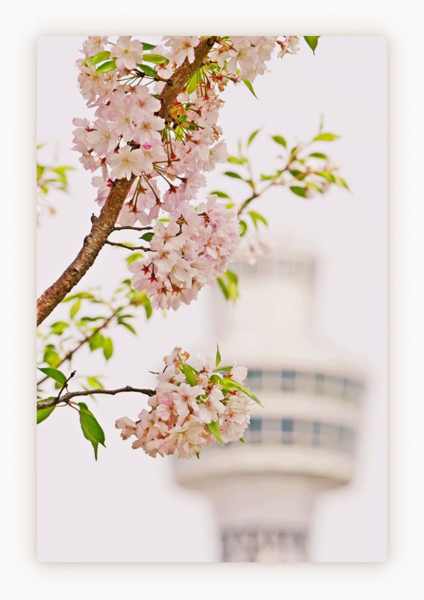 Sakura Tower. | GANREF