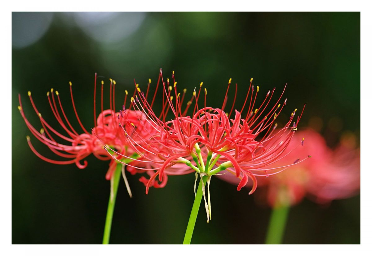 泉の森散策 / 2017年9月21日 | GANREF