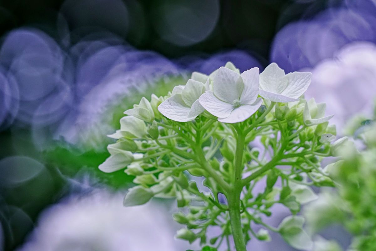 Eternal White. | GANREF