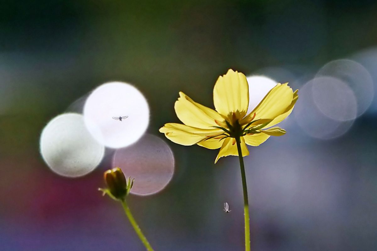 The last picture. | GANREF