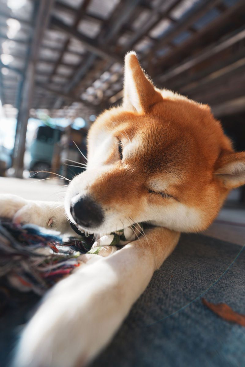 小春日和 | GANREF