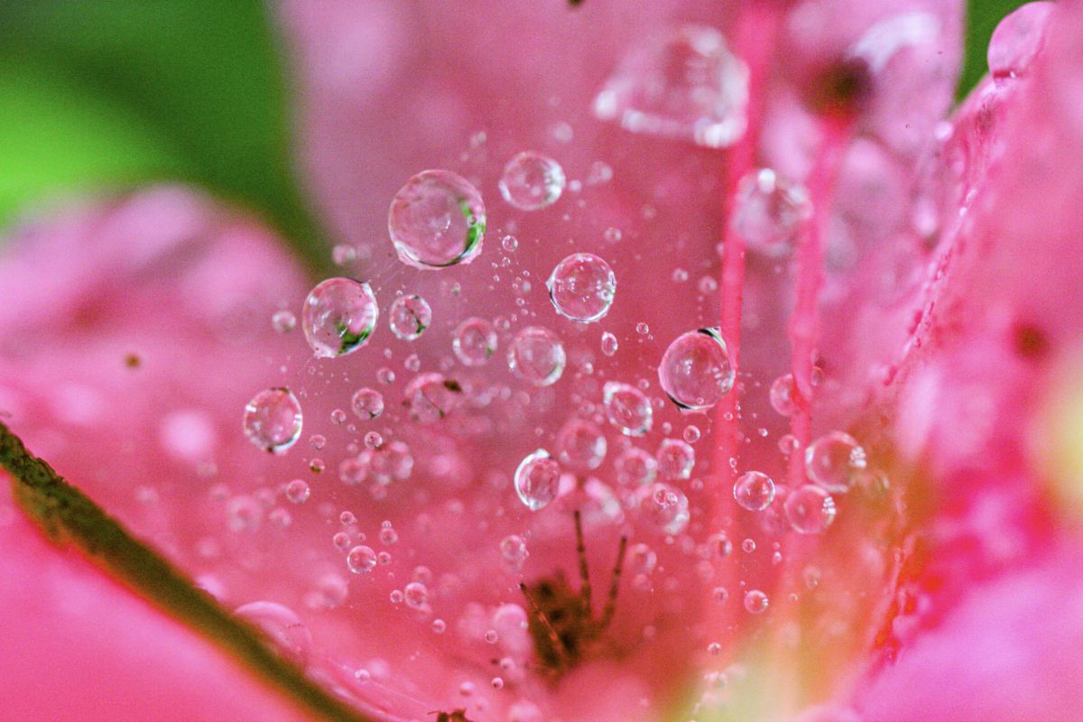 zero gravity | GANREF