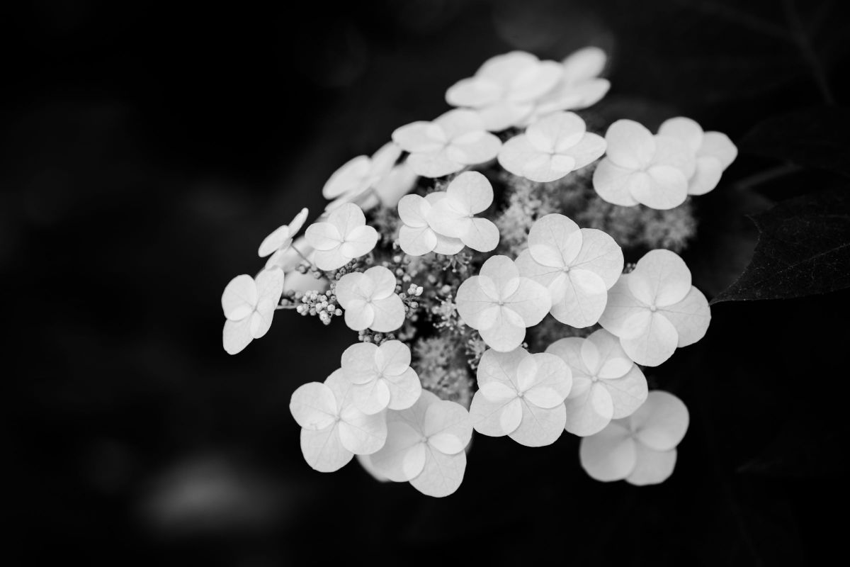 White Hydrangea | GANREF