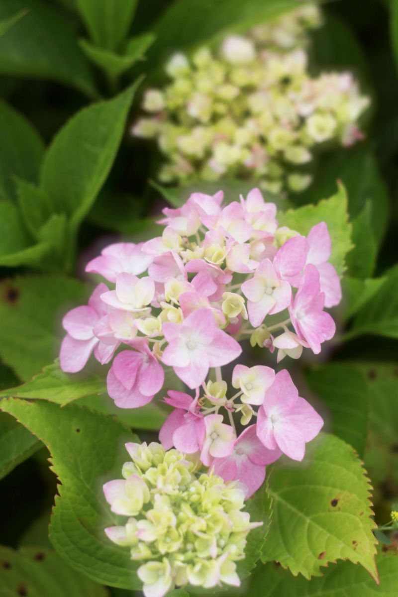 Three sisters | GANREF