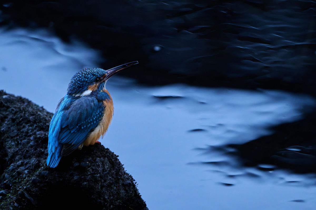 RAW現像してますが、殆ど触ってないでこの雰囲気は、Z663もなかなか。 | GANREF