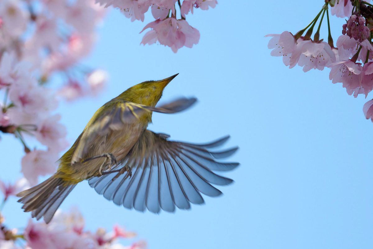 瞳見えずw | GANREF