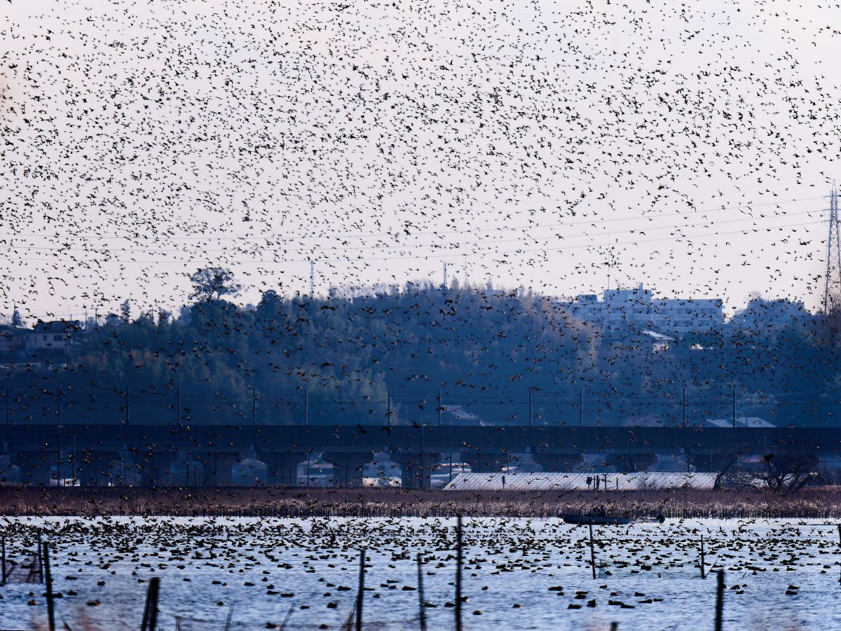 The Birds (Anas formosa) | GANREF