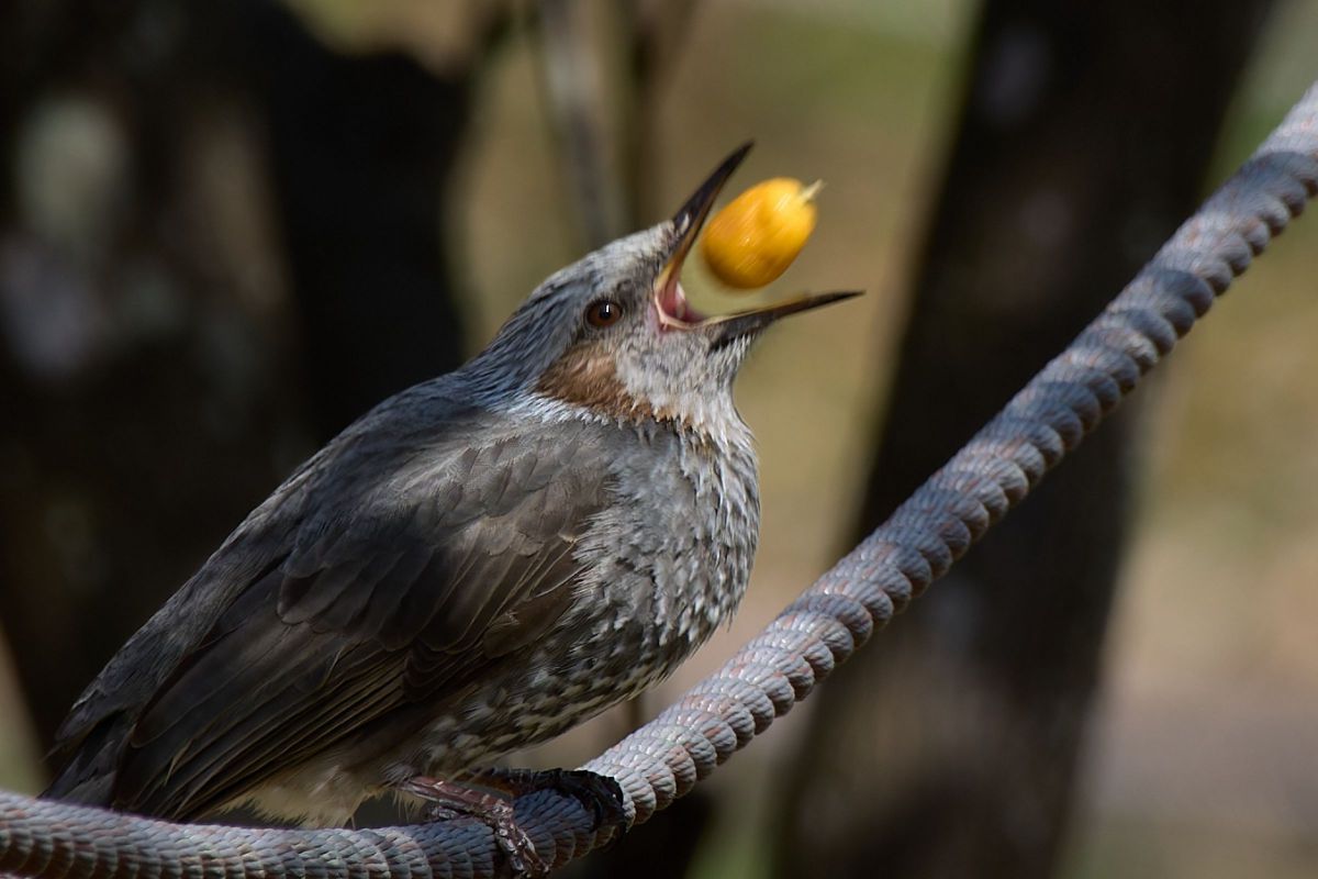デカ過ぎなのでこの後落としますw | GANREF