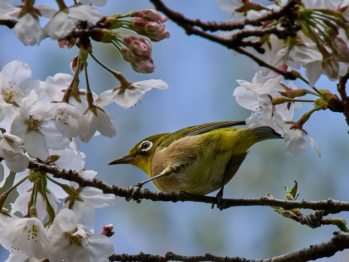 omだと一苦労 | GANREF