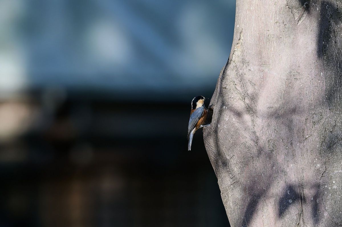 普段撮らない距離でもゴーヨンだとw | GANREF