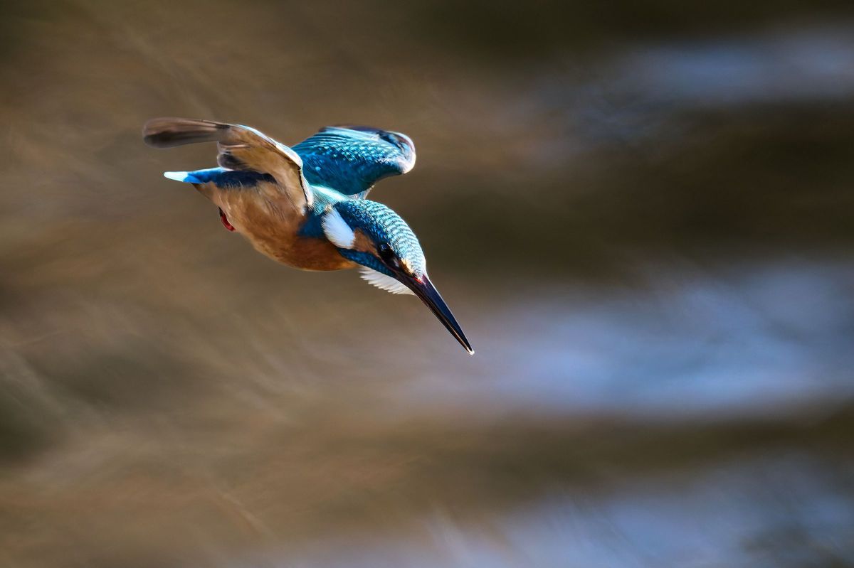 Z9のV3FWとZ863だとこんなんしか撮れなかったw | GANREF