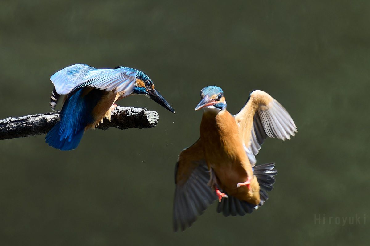 オラx2その2 | GANREF