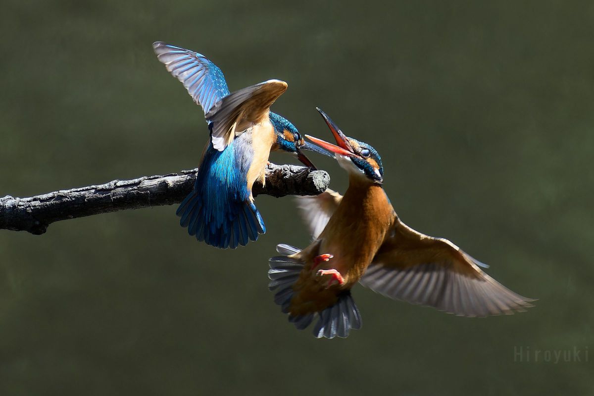 オラッx2 | GANREF