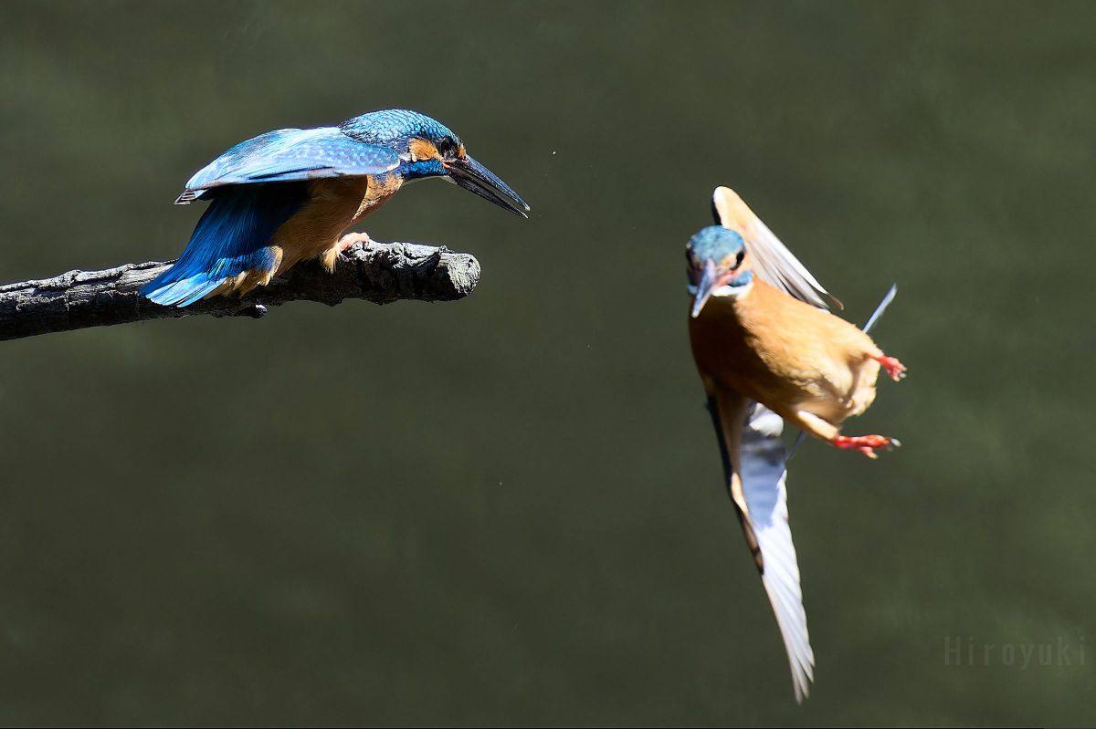 オラx2その2 | GANREF