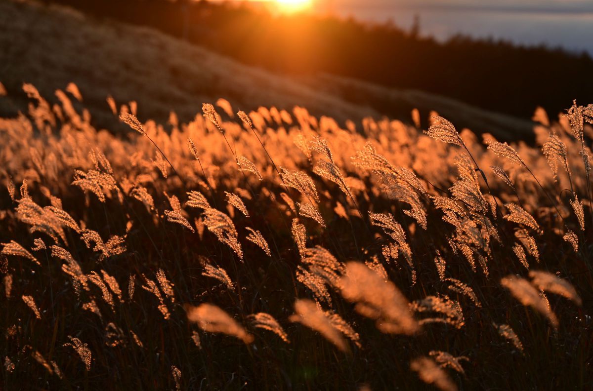 オレンジ色に染まるススキの穂たち | GANREF