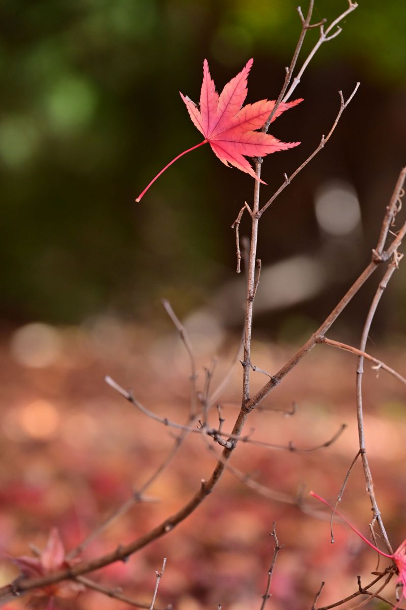 小枝のモミジ立て | GANREF