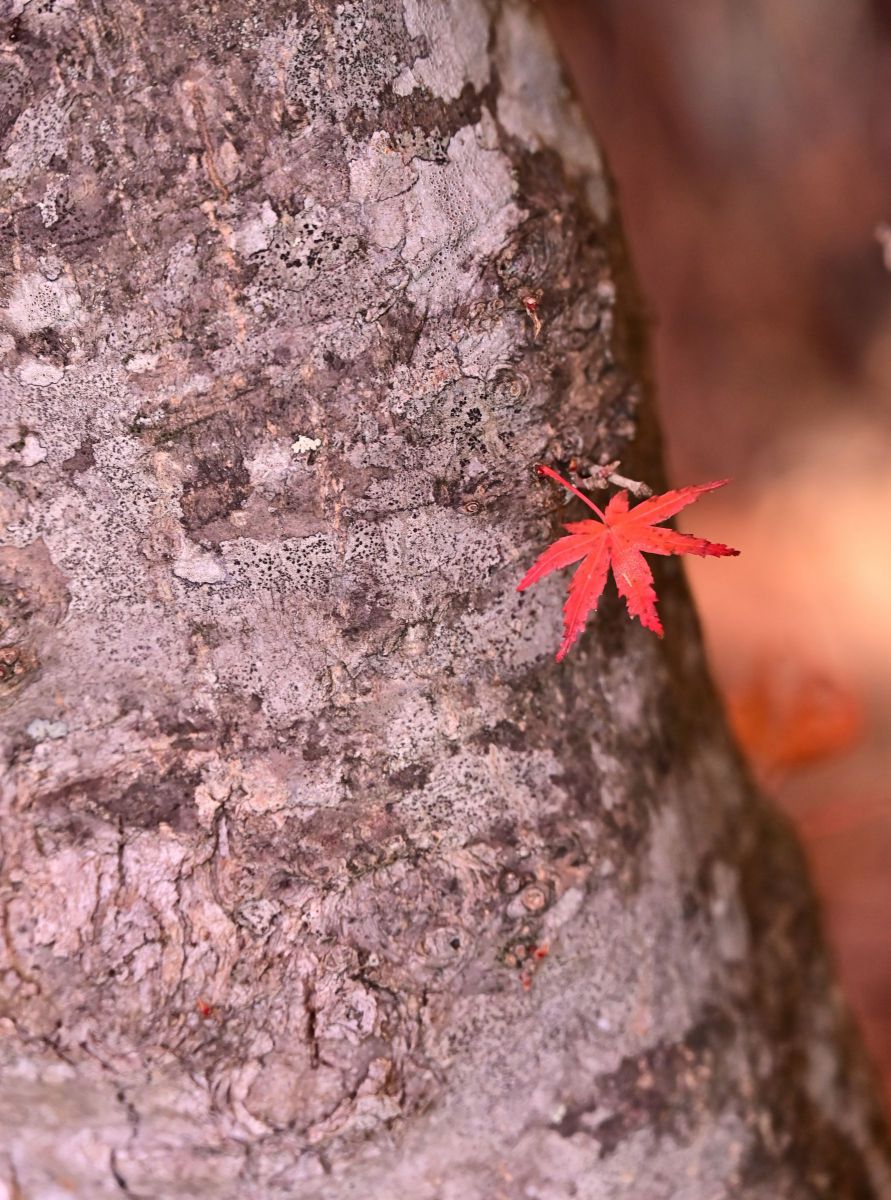小さな小さな紅葉 | GANREF