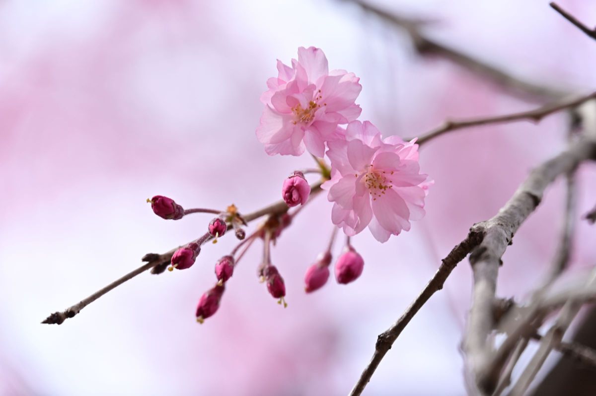 しだれ桜 | GANREF