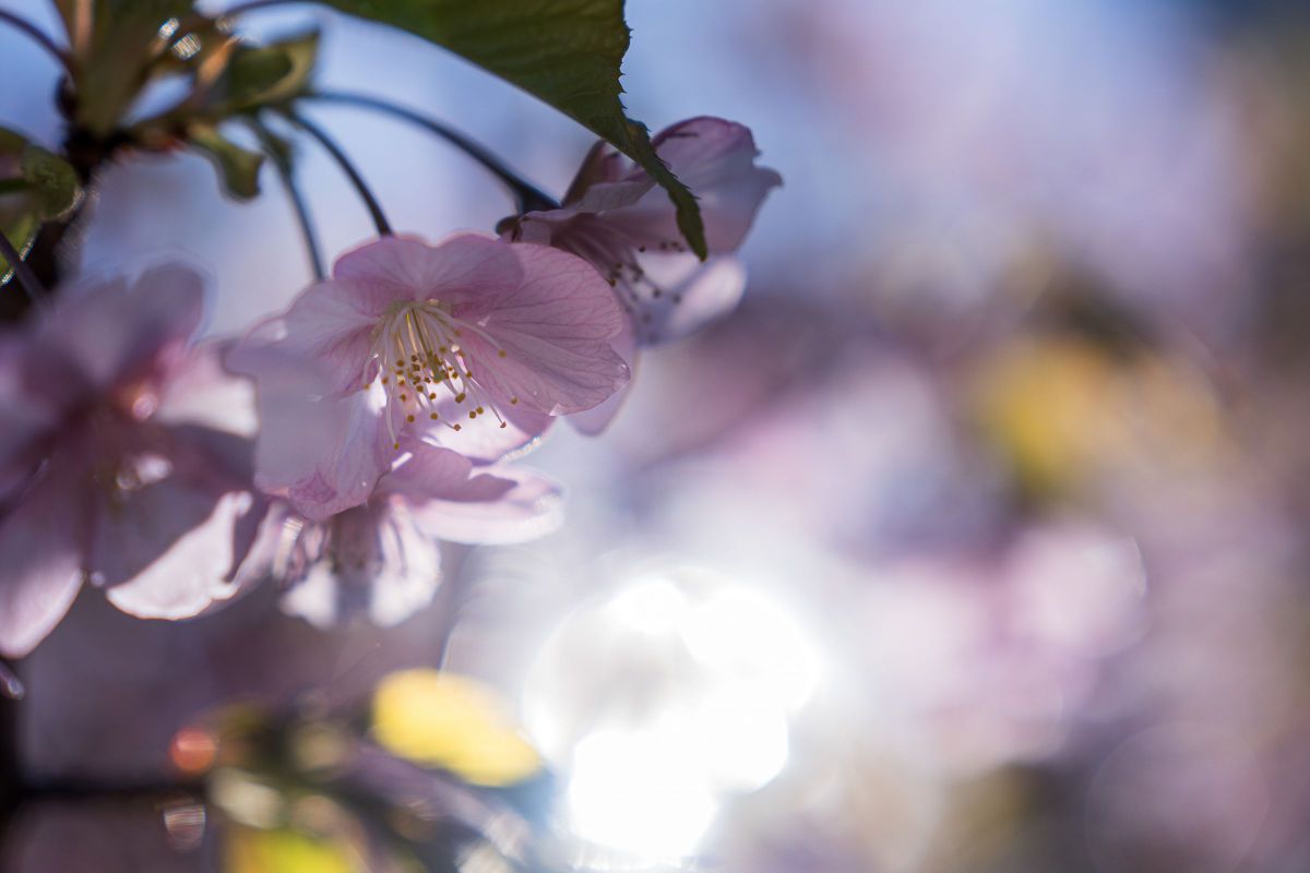 艶やかに | GANREF