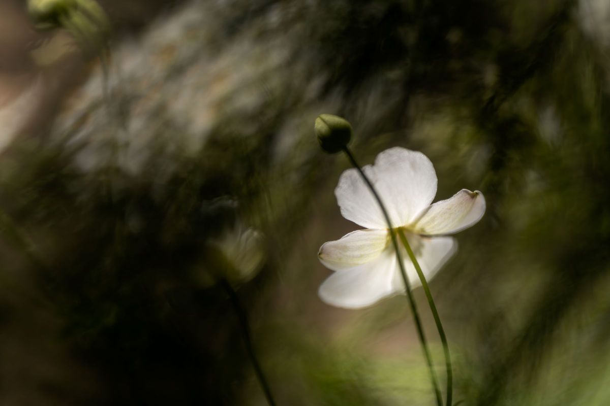 揺らぎの向こうで | GANREF