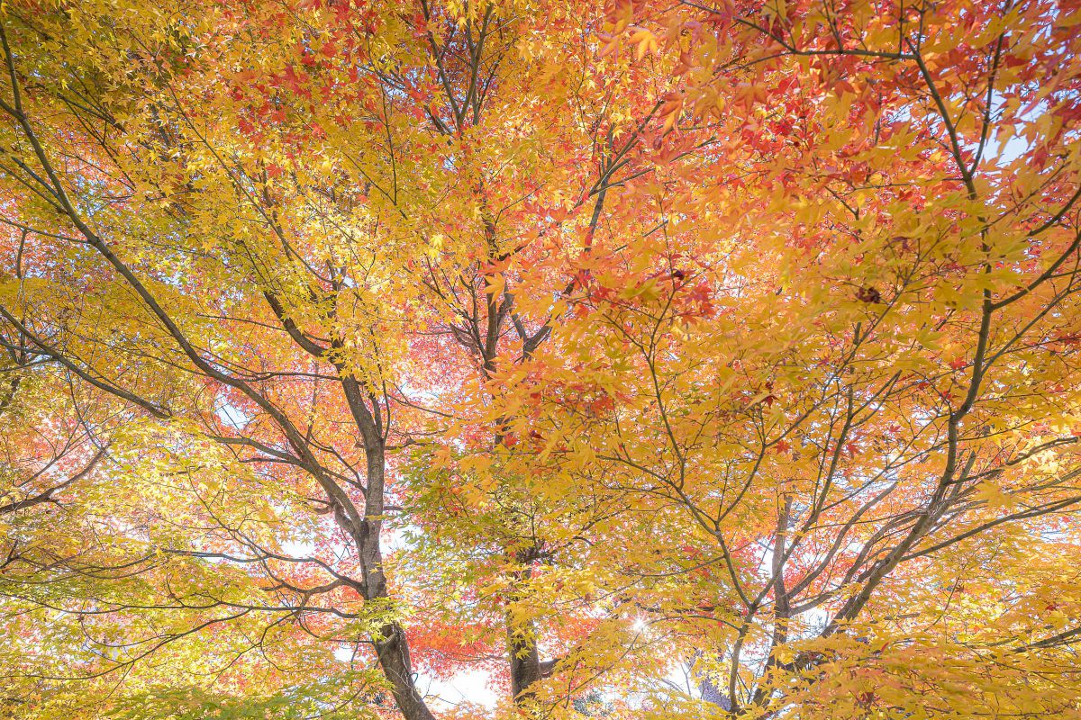 Yellow Shower | GANREF