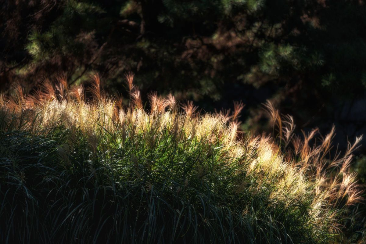 Dancing Stage | GANREF