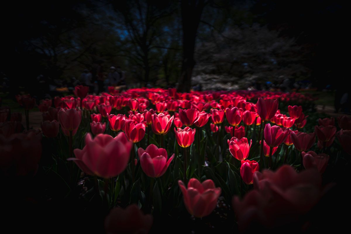 真紅の宴 | GANREF