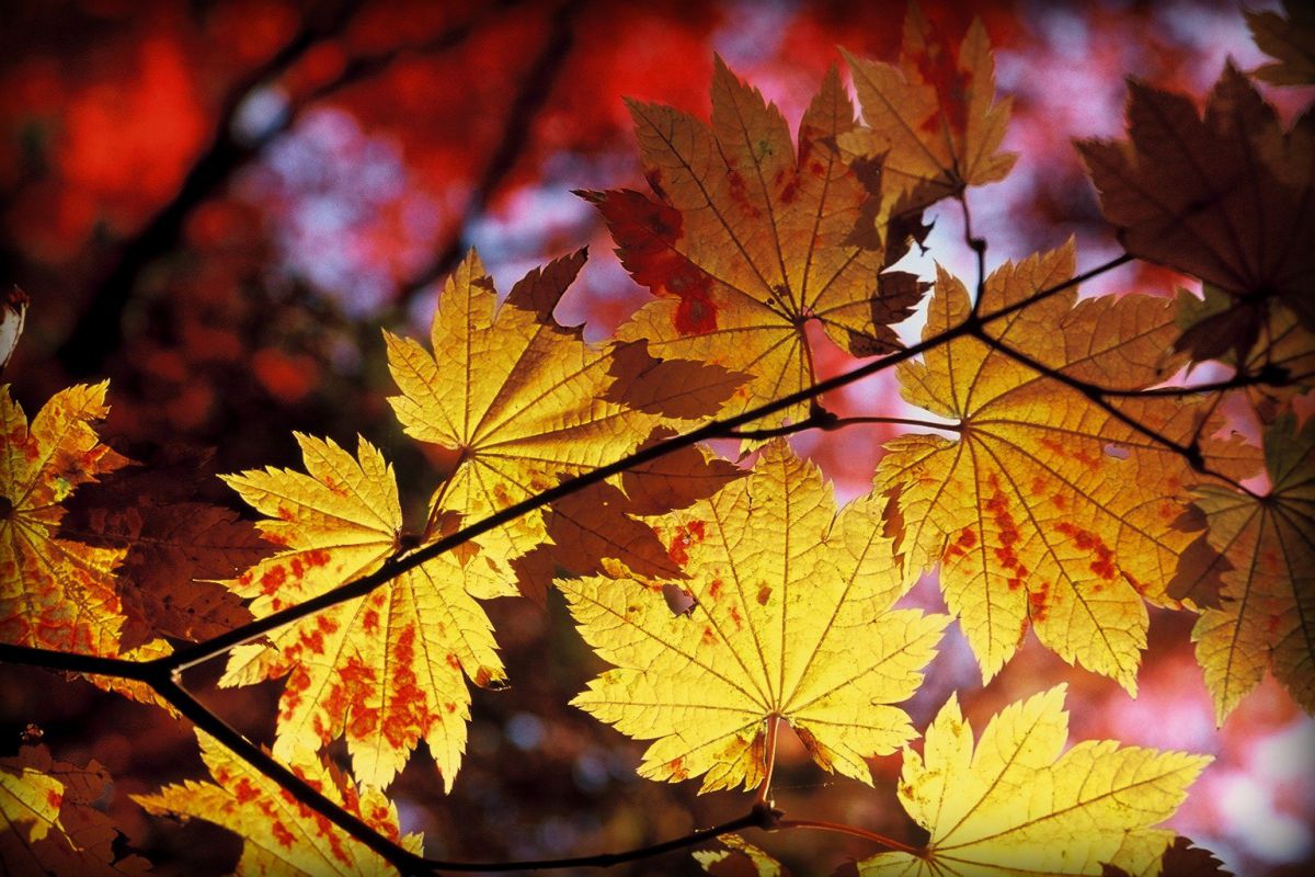 Autumn colors | GANREF