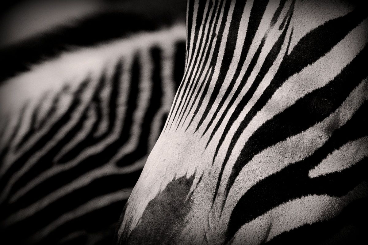 zebra | GANREF