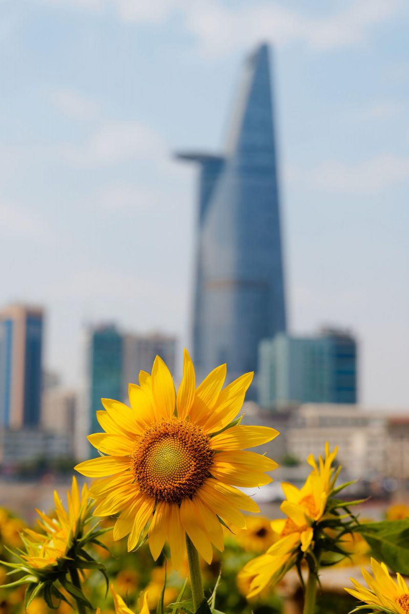 川辺＋向日葵 | GANREF