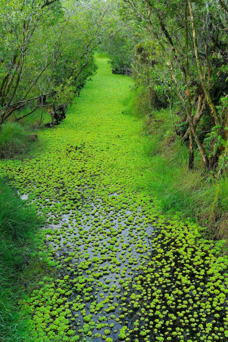 Water Lettuce / Long An | GANREF