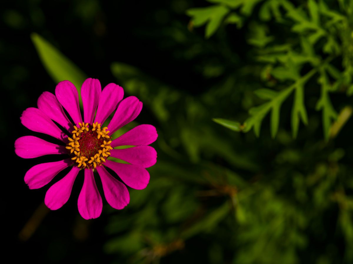 主張‼️ / Long An | GANREF