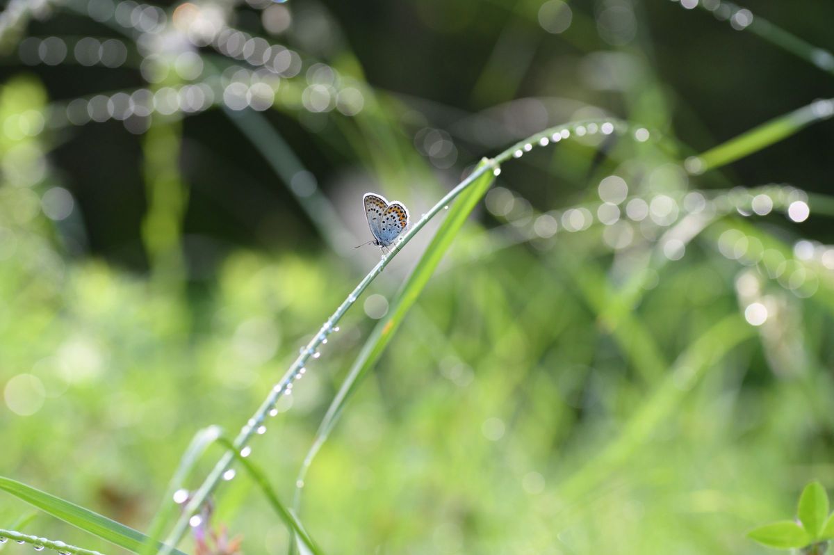 輝きの中で | GANREF