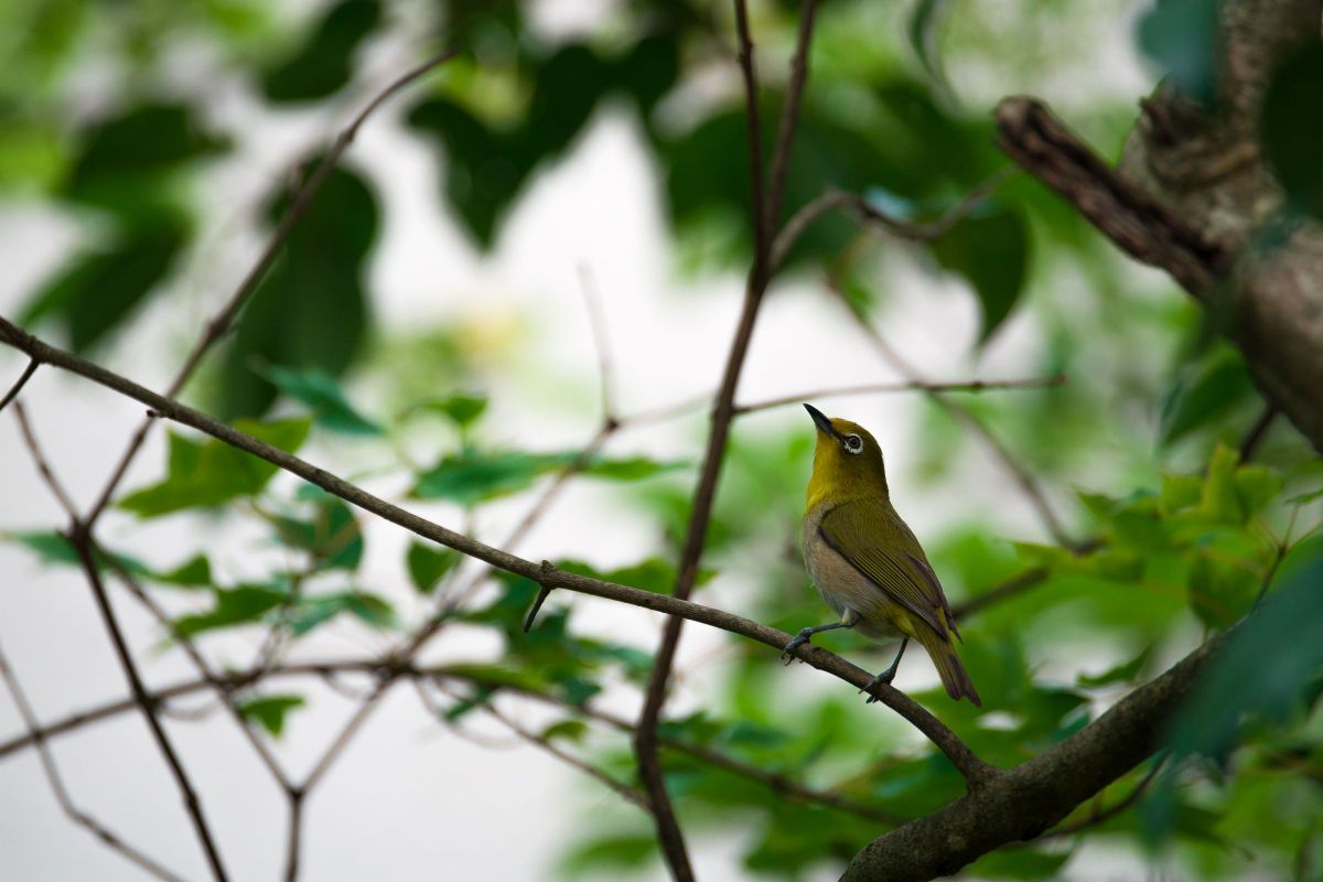 IN THE GREEN | GANREF