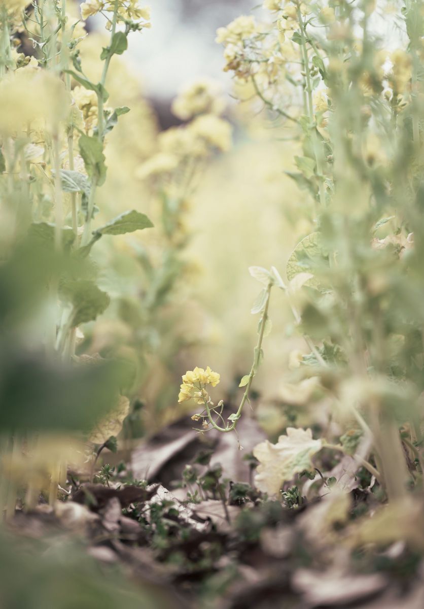 力強く生きて | GANREF