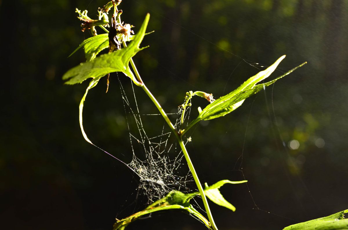 IMG_4654.jpeg | GANREF