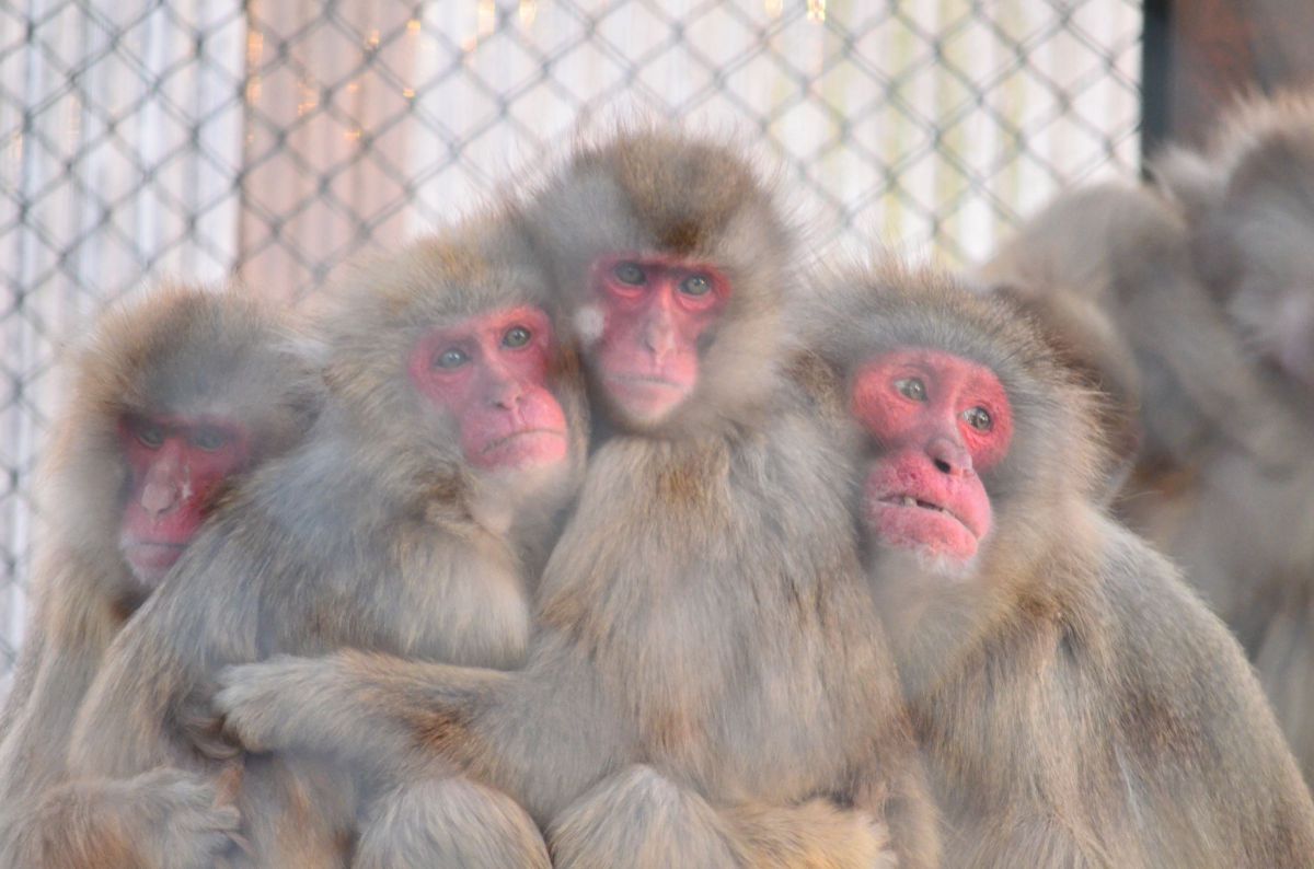 IMG_6585.jpeg | GANREF