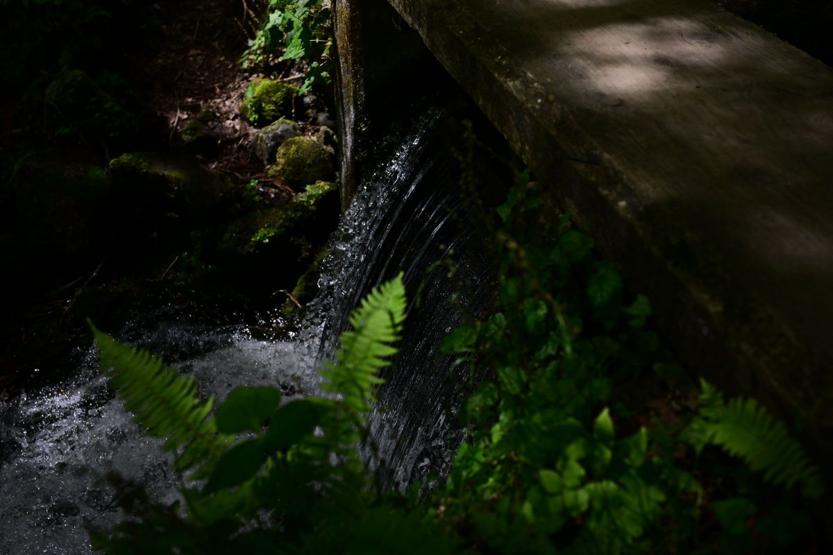 DSC_1246.jpeg | GANREF