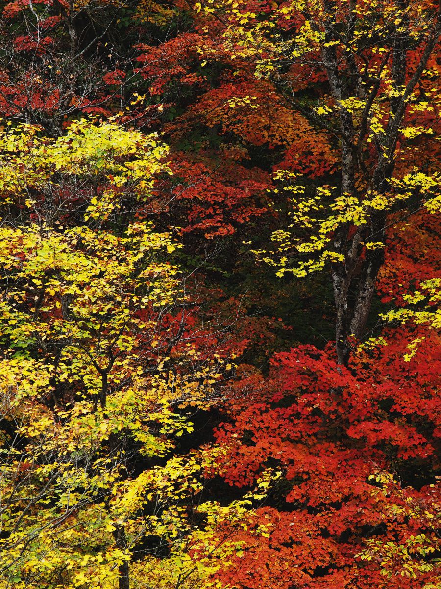 15．Velvet Fine Art Paperで鮮やかで微細な紅葉にチャレンジ | GANREF