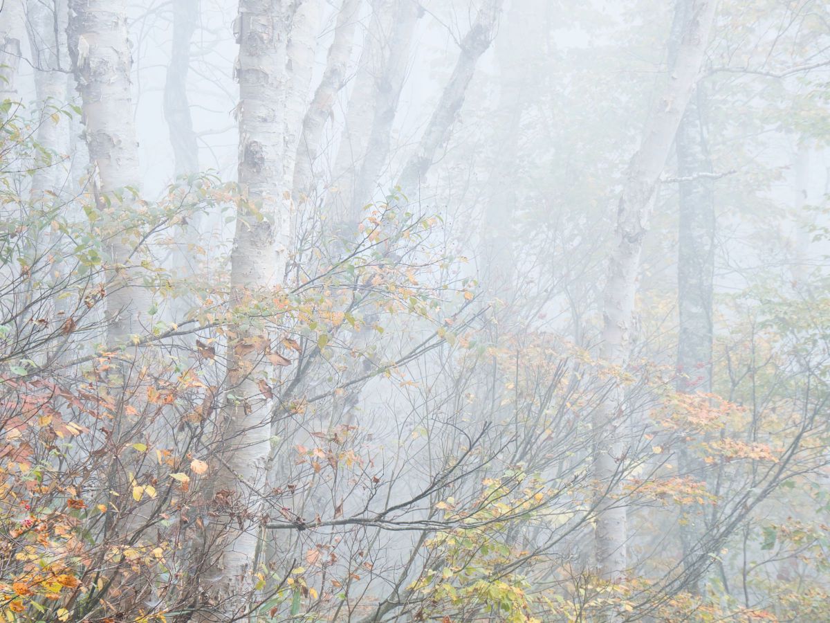 移り行く色 | GANREF