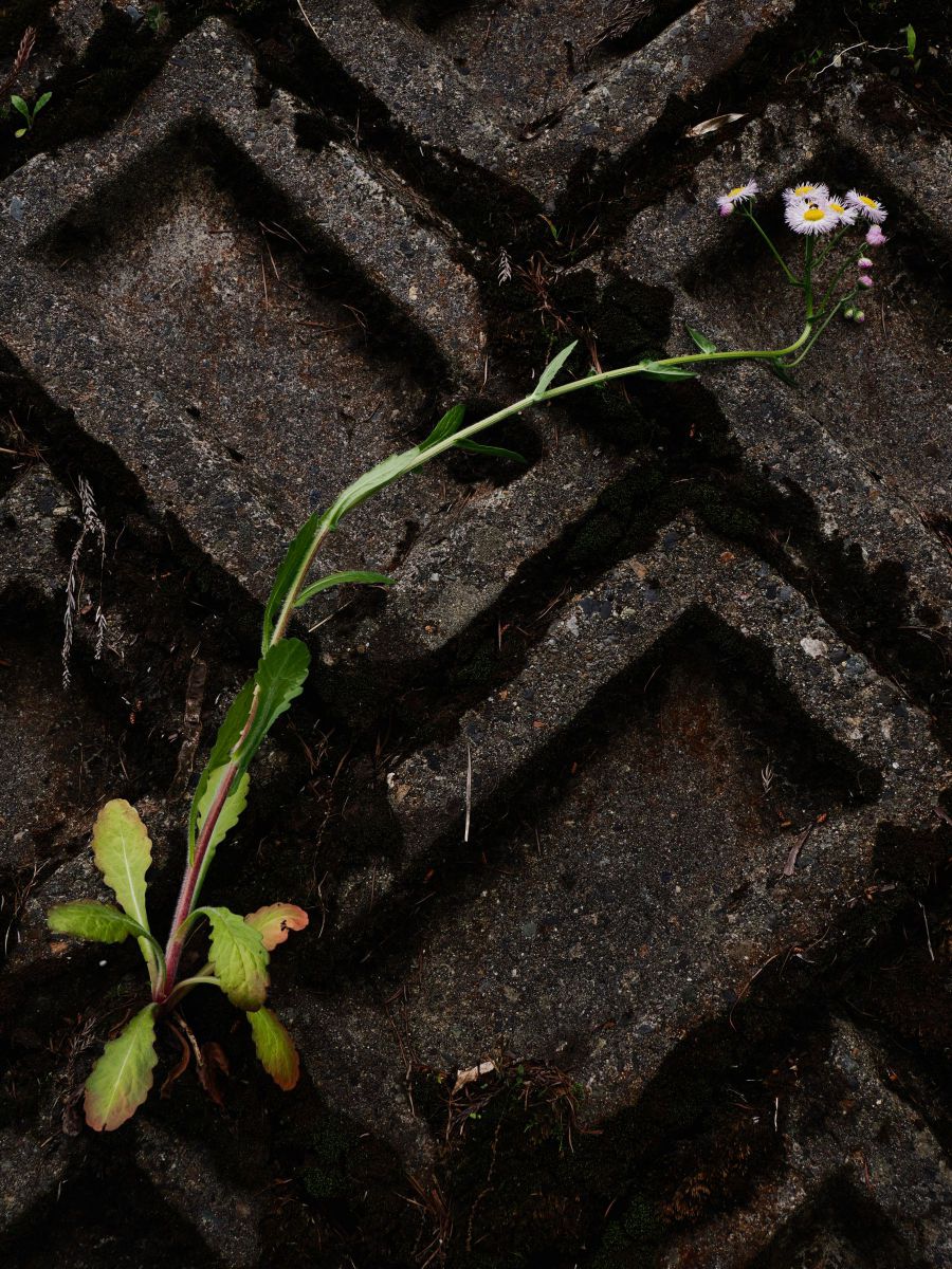 凹たれず | GANREF