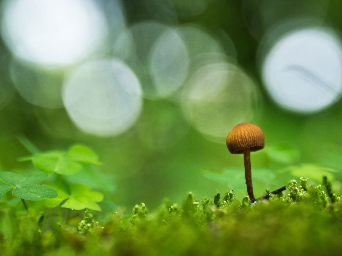 いじらしい | GANREF