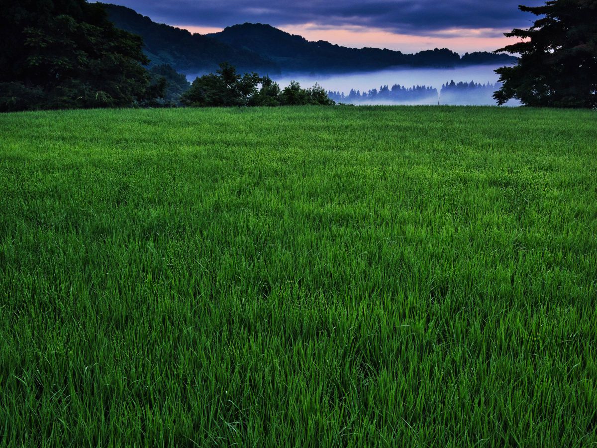 青田濃き夜明け | GANREF